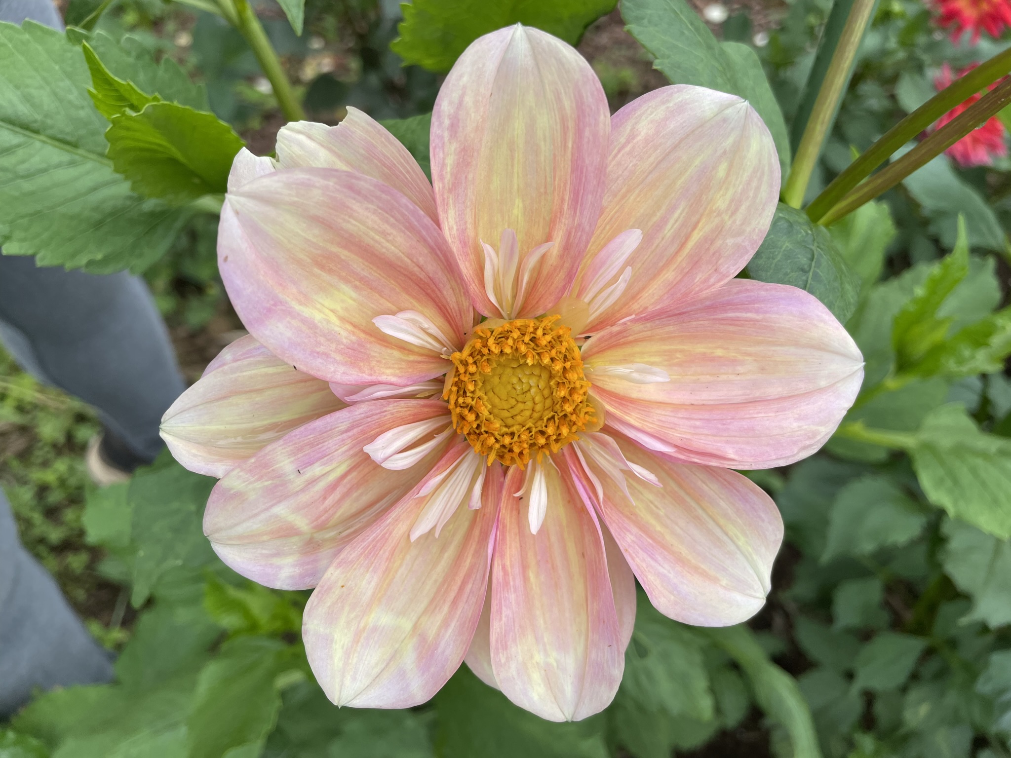 Apple Blossom Dahlias Wild Horse Gardens Llc