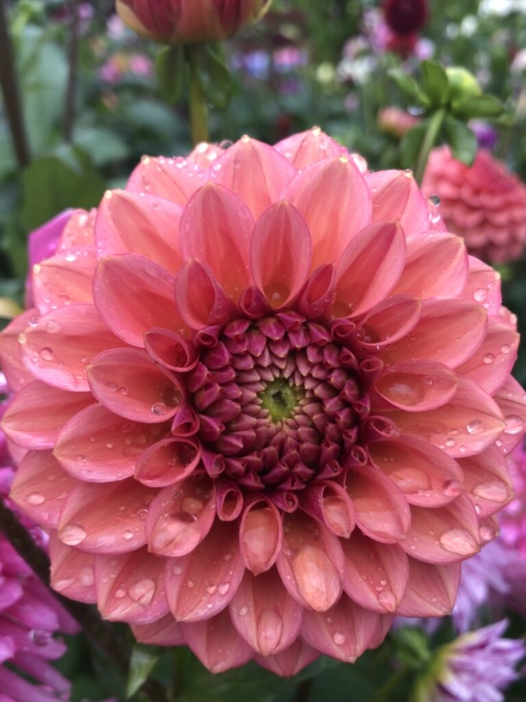 Ice Tea Dahlias - Nichole’s Wild Horse Gardens, LLC