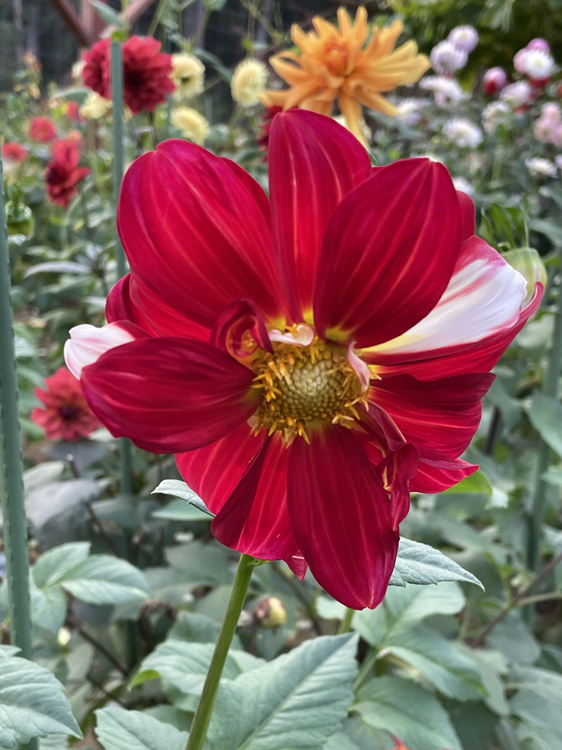 NOID Collarette Dahlia - Nichole’s Wild Horse Gardens, LLC