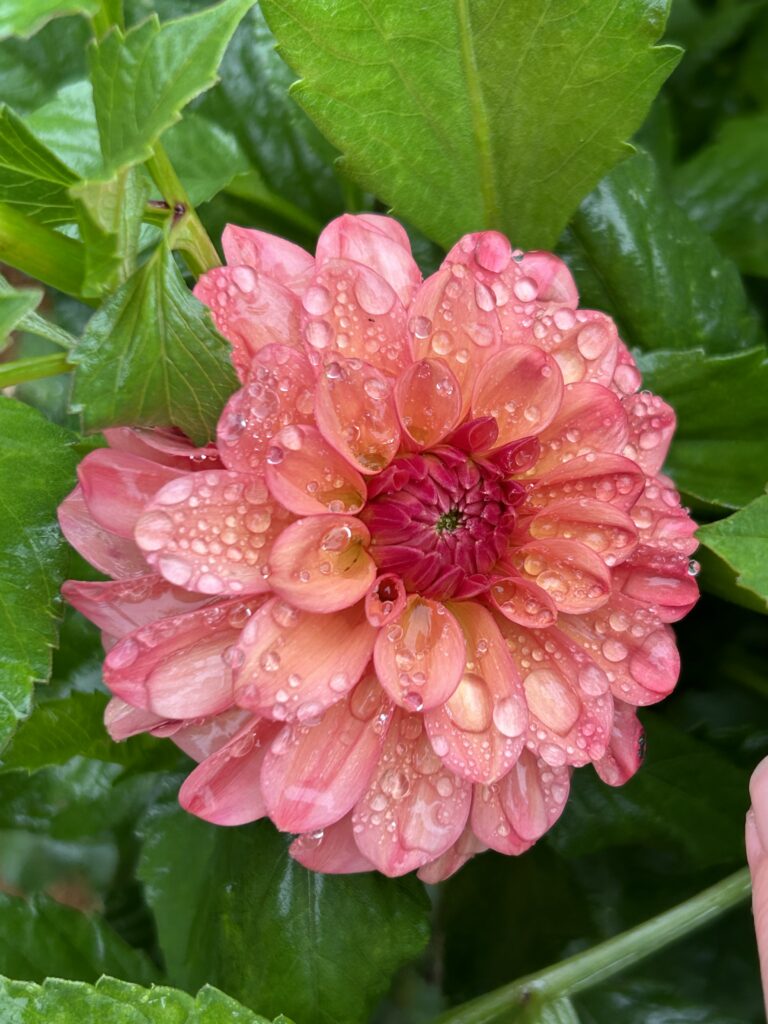 Ice Tea Dahlias - Wild Horse Gardens, LLC