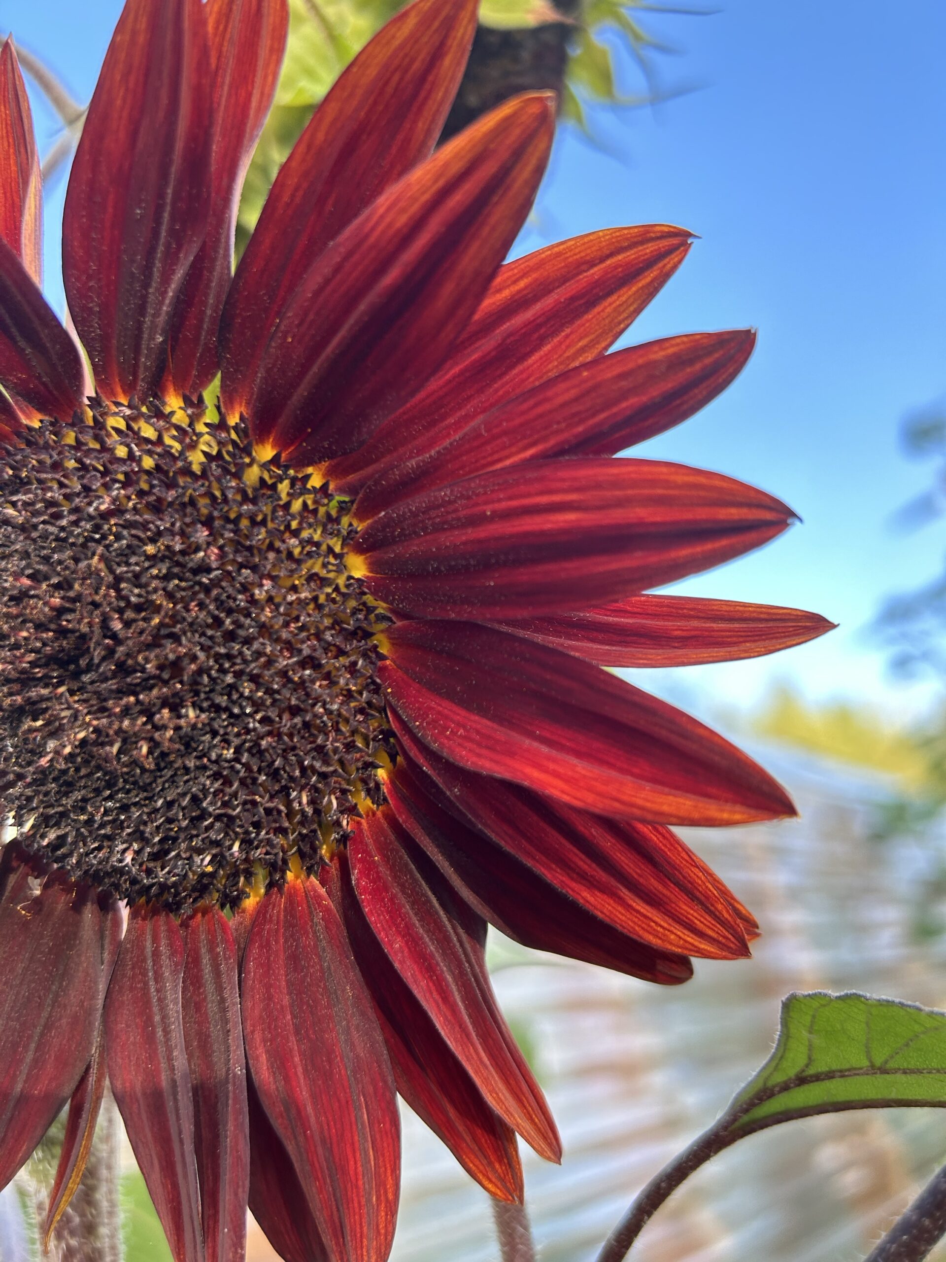 Autumn Beauty Sunflower seeds - Wild Horse Gardens, LLC