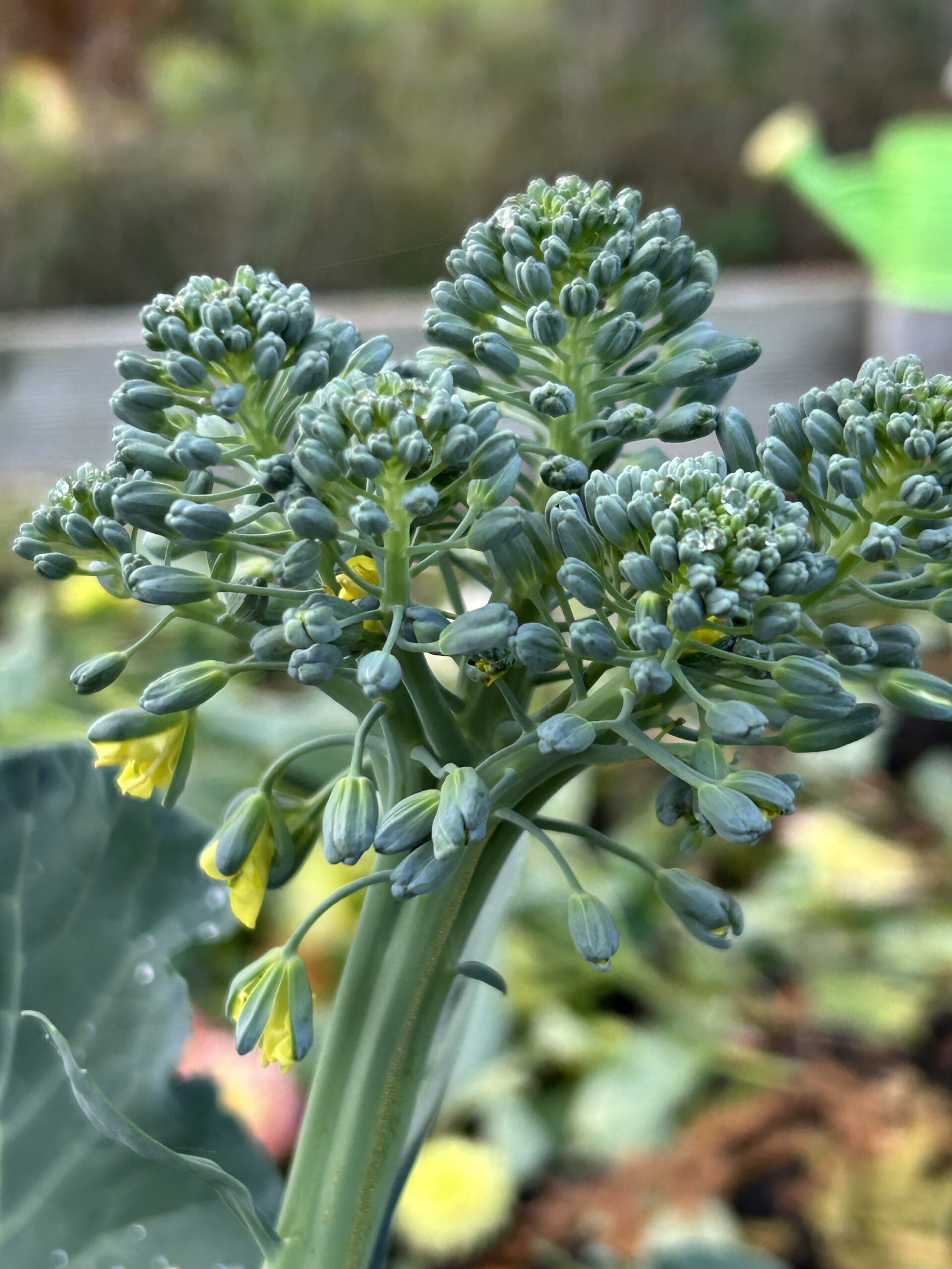 Broccoli Seed - Wild Horse Gardens, LLC