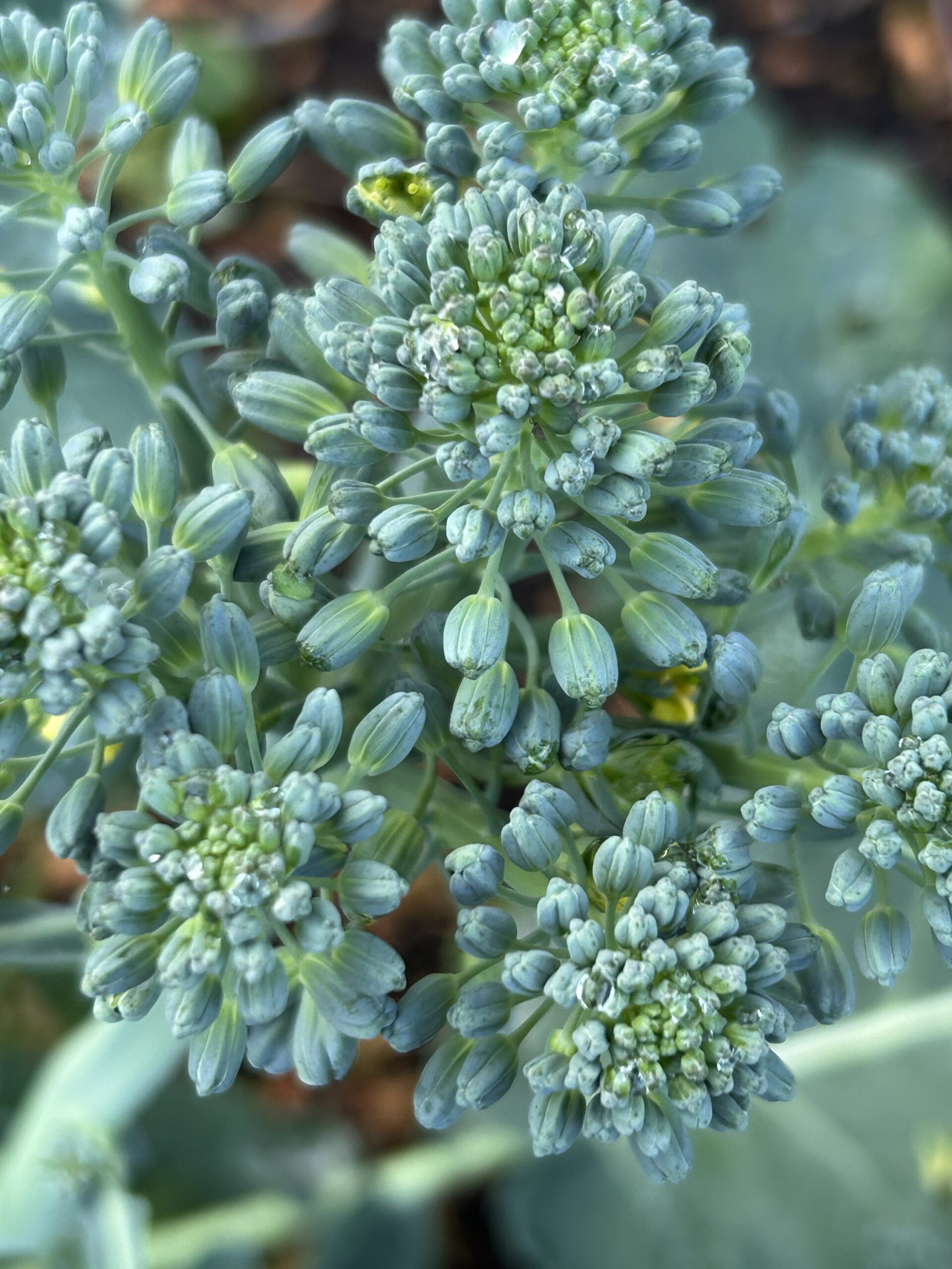Broccoli Seed - Wild Horse Gardens, LLC