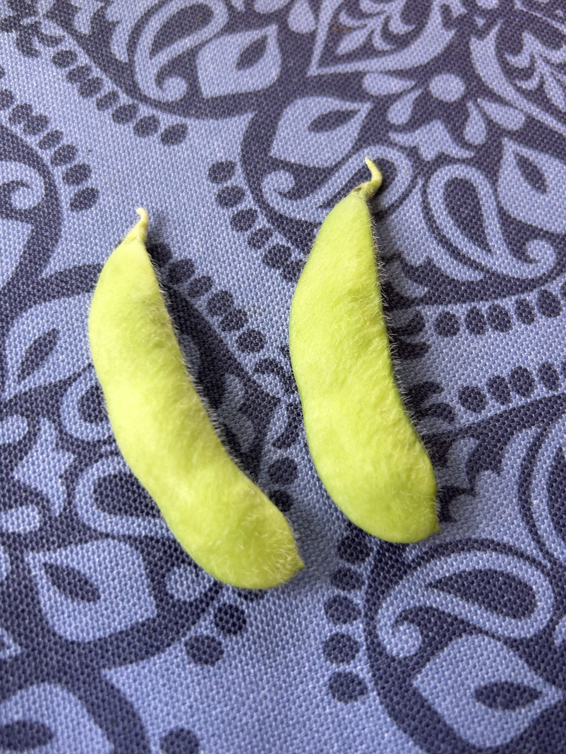 Midori Giant Edamame seed - Wild Horse Gardens, LLC
