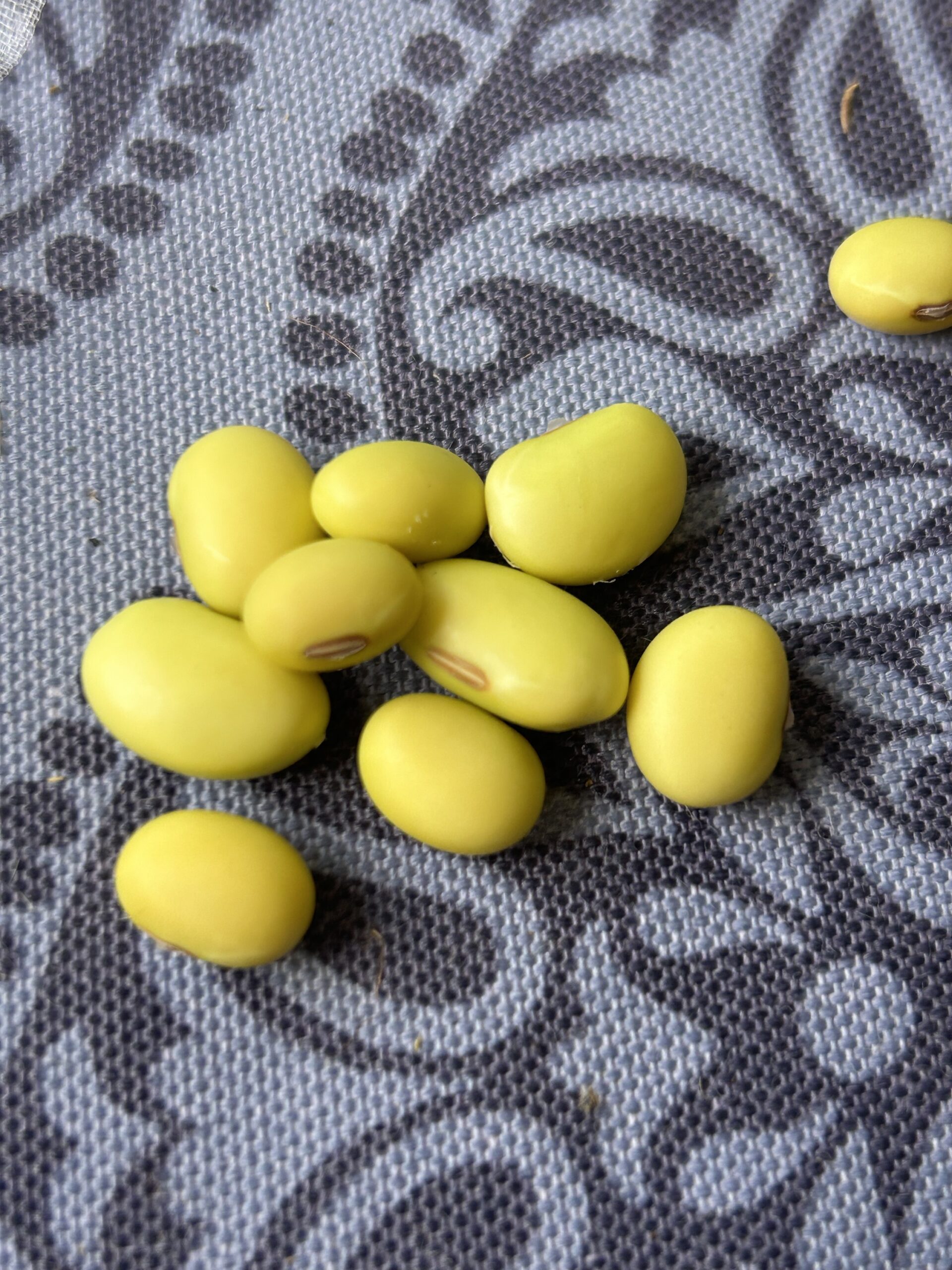 Midori Giant Edamame seed - Wild Horse Gardens, LLC